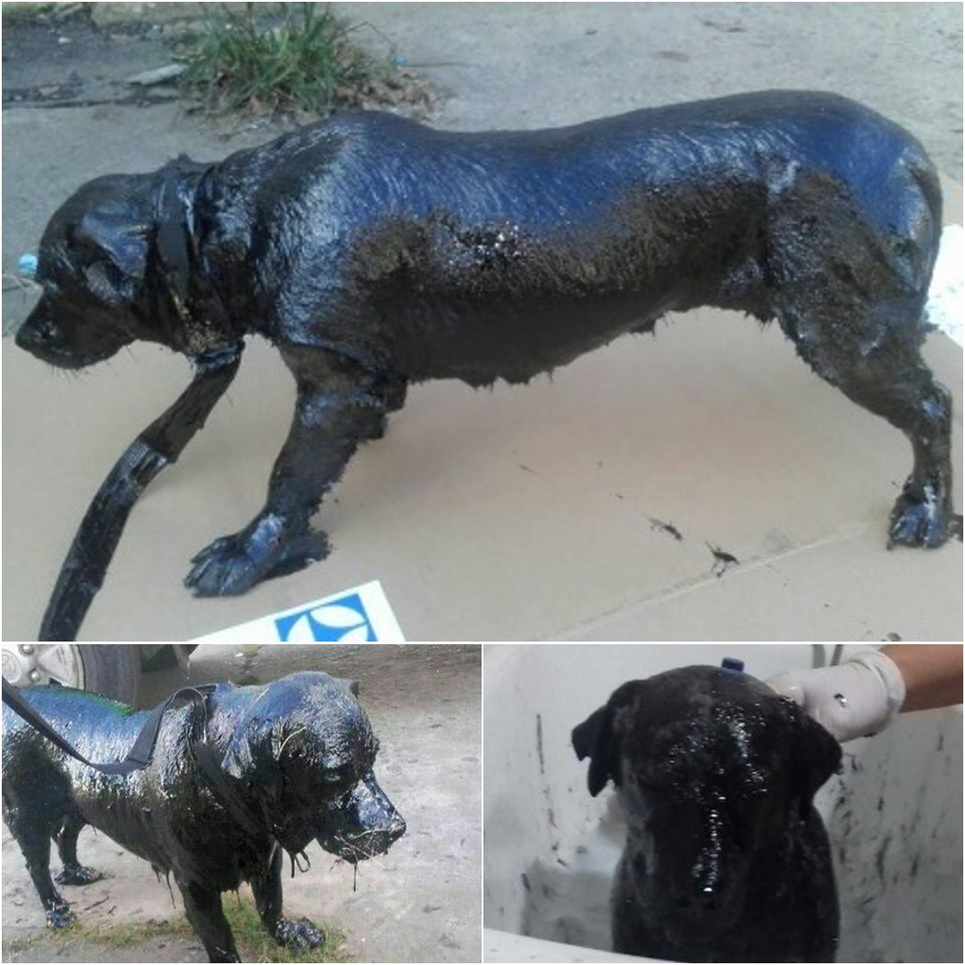 Now we pay tribute to the animal lovers who saved the dog completely ...